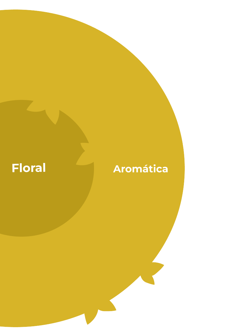 Árvore Olfativa - Cítrica - Guia de Perfumes